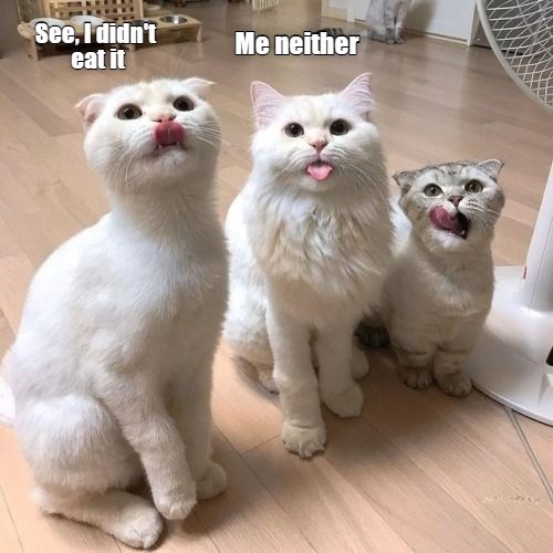 I guess we'll never solve the mystery - Lolcats - lol | cat memes ...