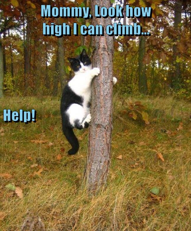 Too high, too high! - Lolcats - lol | cat memes | funny cats | funny ...