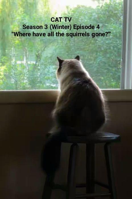 Cat TV docu-drama - Lolcats - lol | cat memes | funny cats | funny cat ...