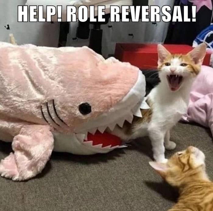 What's the safe word??? - Lolcats - lol | cat memes | funny cats ...