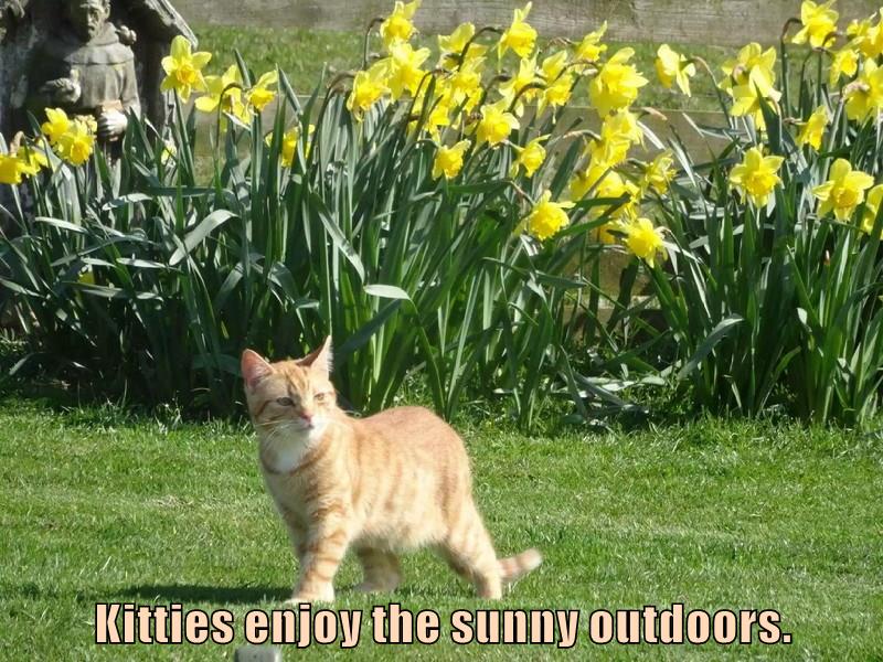 He likes to smell the flowers - Lolcats - lol | cat memes | funny cats ...