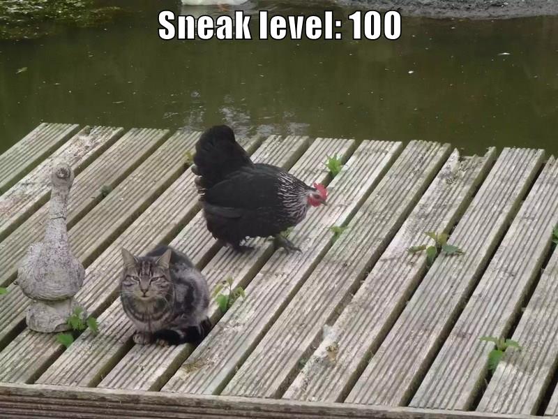 Winning - Lolcats - lol | cat memes | funny cats | funny cat pictures ...