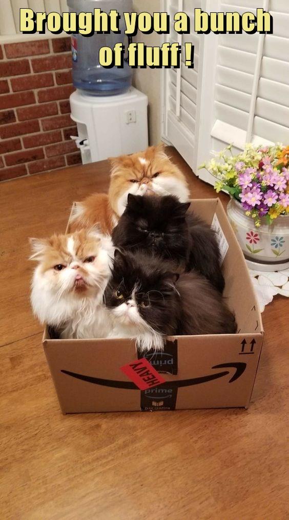 Best present ever - Lolcats - lol | cat memes | funny cats | funny cat ...