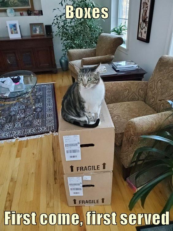 Dis mine now - Lolcats - lol | cat memes | funny cats | funny cat pictures with words on them ...