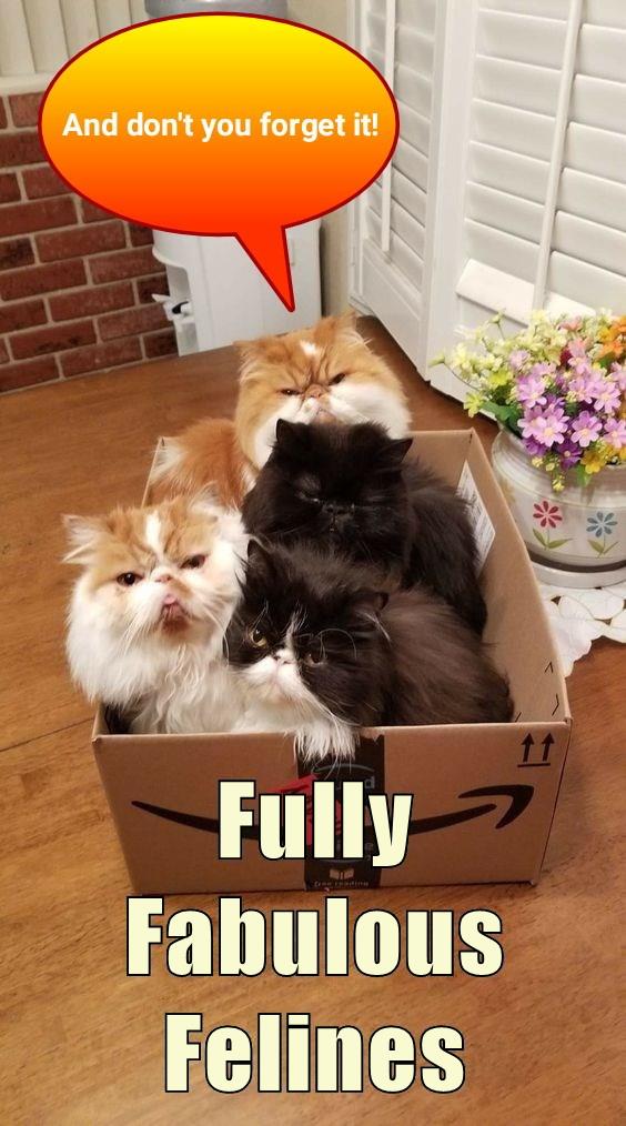 Fully fabulous - Lolcats - lol | cat memes | funny cats | funny cat ...