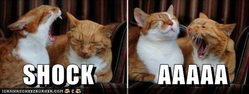 AAAAAAA - Lolcats - lol | cat memes | funny cats | funny cat pictures ...