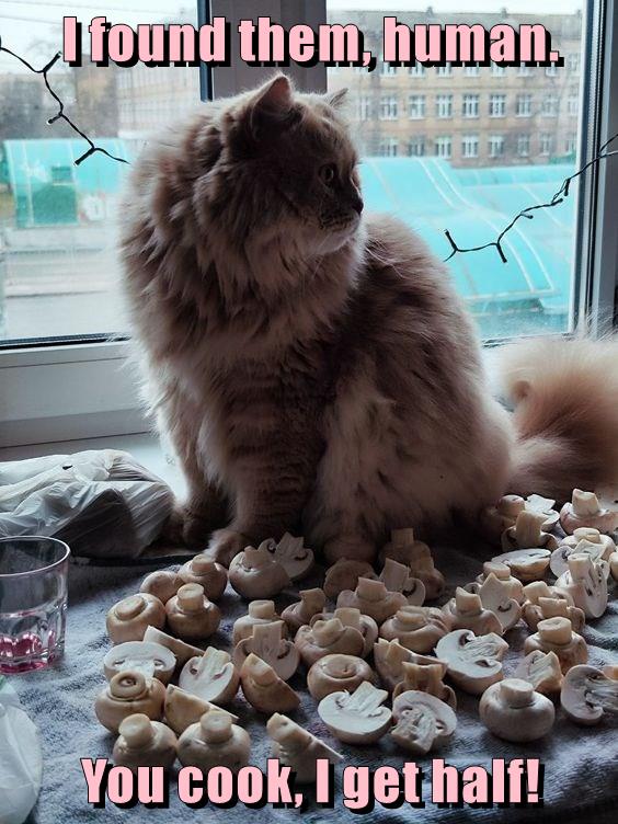 It's only fair - Lolcats - lol | cat memes | funny cats | funny cat ...