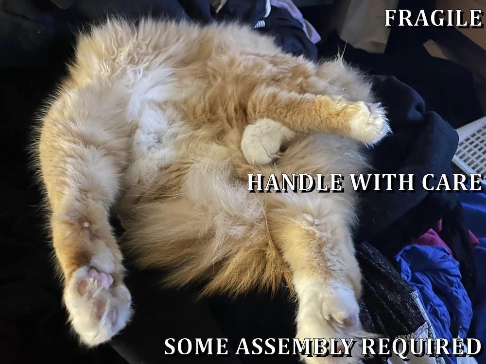 FRAGILE HANDLE WITH CARE SOME ASSEMBLY REQUIRED - Lolcats - lol | cat ...