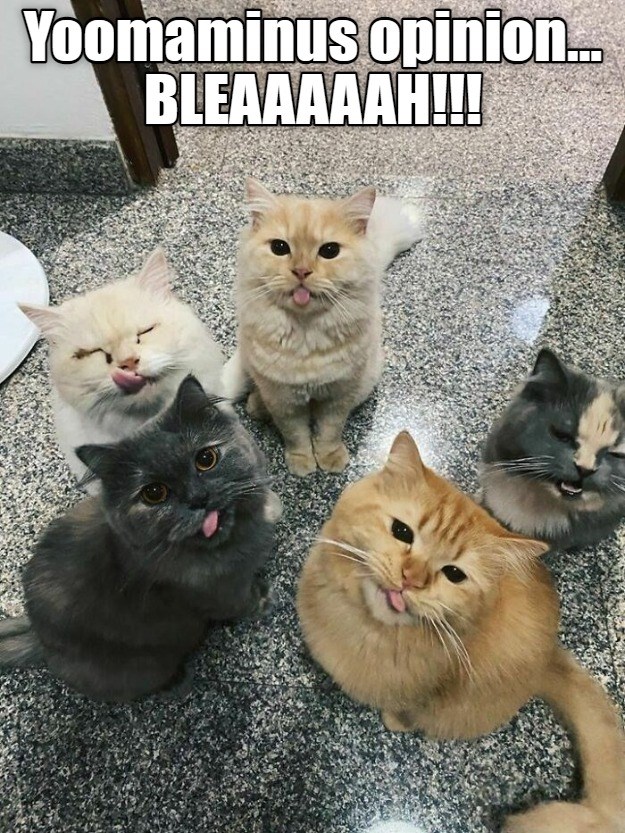 The Commitee Has... uhm... Spoken? - Lolcats - lol | cat memes | funny ...