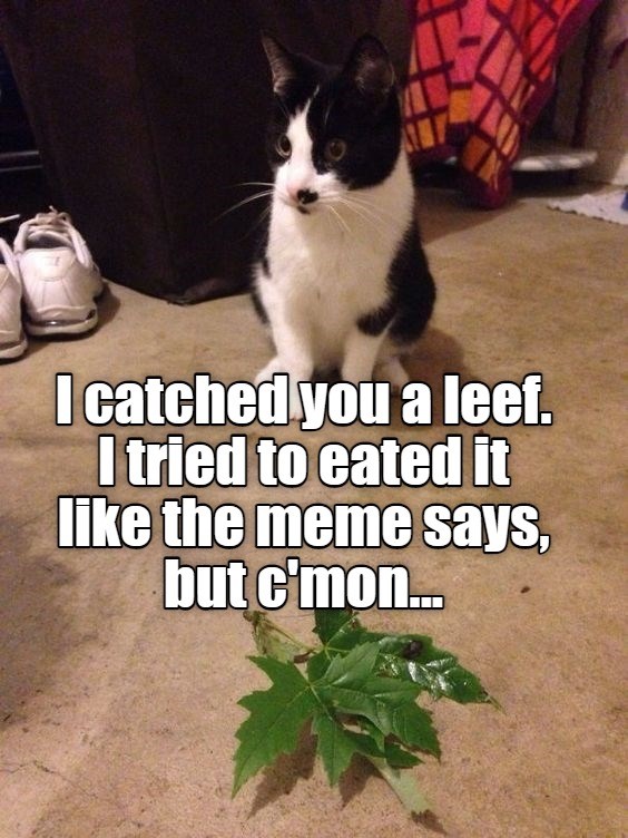 This catnip tastes funny - Lolcats - lol | cat memes | funny cats ...