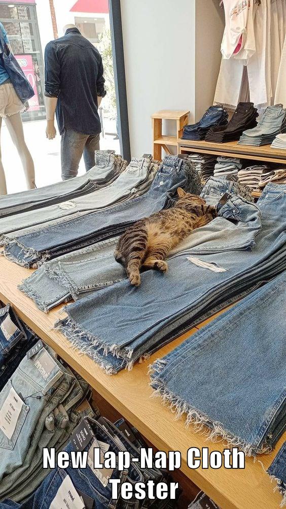 Quality control - Lolcats - lol | cat memes | funny cats | funny cat ...