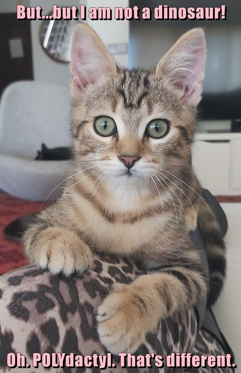 Polydactyl? - Lolcats - lol | cat memes | funny cats | funny cat ...