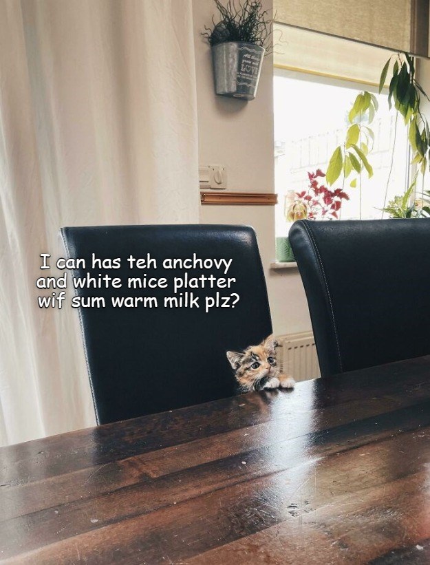 Kitty goes to a restaurant - Lolcats - lol | cat memes | funny cats ...