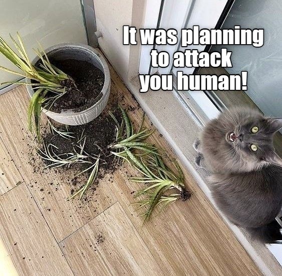 I was helping! - Lolcats - lol | cat memes | funny cats | funny cat ...