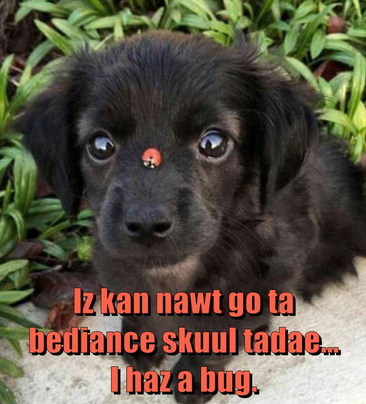 cough cough - Animal Comedy - Animal Comedy, funny animals, animal gifs