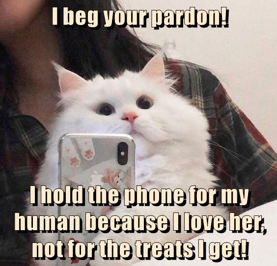 The accusations! - Lolcats - lol | cat memes | funny cats | funny cat ...