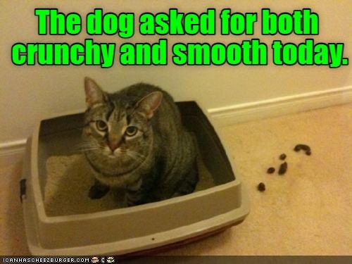 Feline fudge, the breakfast of champions. - Lolcats - lol | cat memes ...