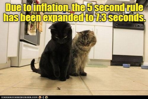 Oops, I dropped it on the floor. - Lolcats - lol | cat memes | funny ...