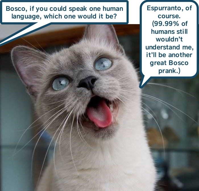 Let's pretend to help - Lolcats - lol | cat memes | funny cats | funny ...