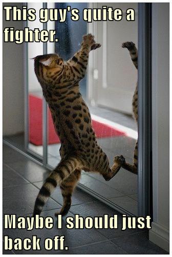 Finally, a worthy opponent - Lolcats - lol | cat memes | funny cats ...