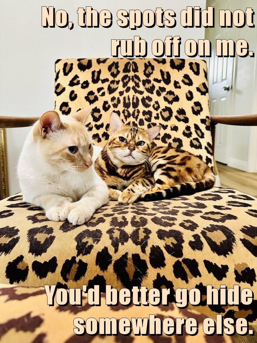 Don't be ridiculous, Gerald - Lolcats - lol | cat memes | funny cats ...