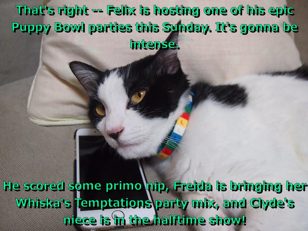 Yay Felix! - Lolcats - lol | cat memes | funny cats | funny cat ...
