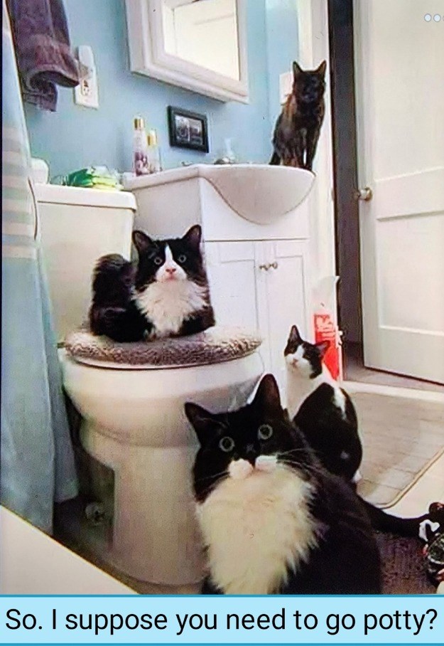 You are interrupting a very important meeting. - Lolcats - lol | cat ...
