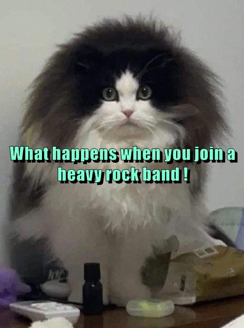 It's not just a phase, Mom! - Lolcats - lol | cat memes | funny cats ...