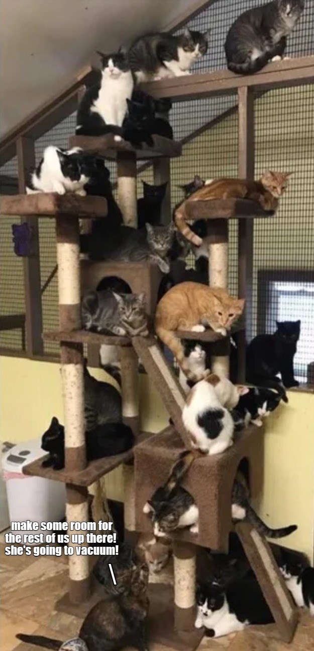 Red Alert! DANGER! Red Alert! DANGER! - Lolcats - lol | cat memes ...