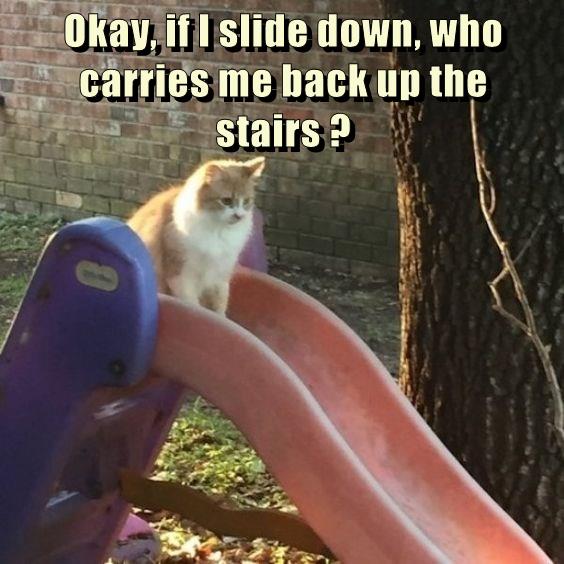 Always asking the important questions - Lolcats - lol | cat memes ...