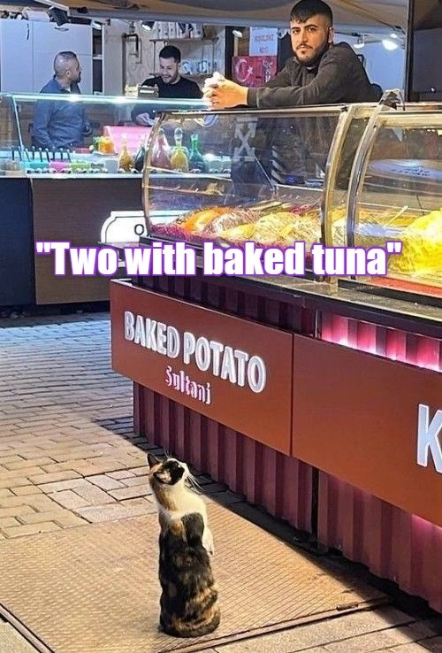 And a salmon sauce ! - Lolcats - lol | cat memes | funny cats | funny ...