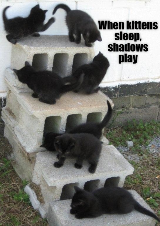 Same amount of mischief - Lolcats - lol | cat memes | funny cats ...