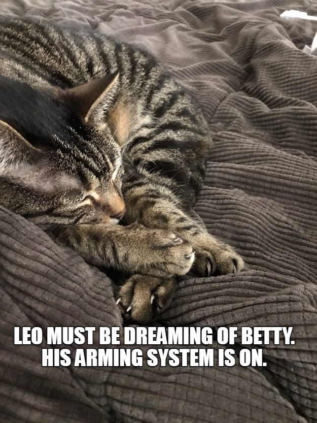 Natural love defense - Lolcats - lol | cat memes | funny cats | funny ...