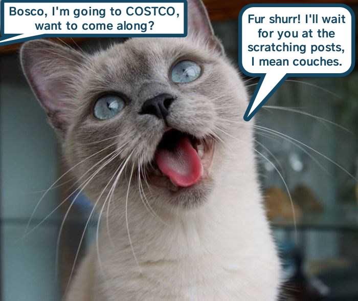 One expensive bill, coming up - Lolcats - lol | cat memes | funny cats ...