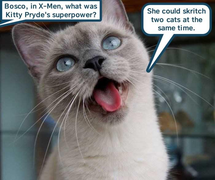 Best power ever - Lolcats - lol | cat memes | funny cats | funny cat ...