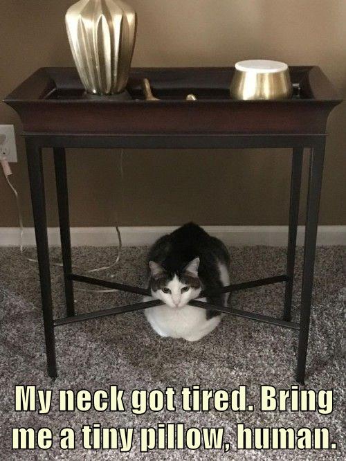 Work smarter, not harder - Lolcats - lol | cat memes | funny cats ...