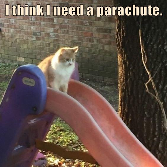 You know what they say about curiosity - Lolcats - lol | cat memes ...