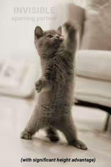 Invisible sparring partner - Lolcats - lol | cat memes | funny cats ...