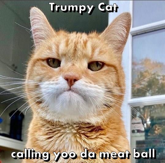 A very disappointing meatball - Lolcats - lol | cat memes | funny cats ...