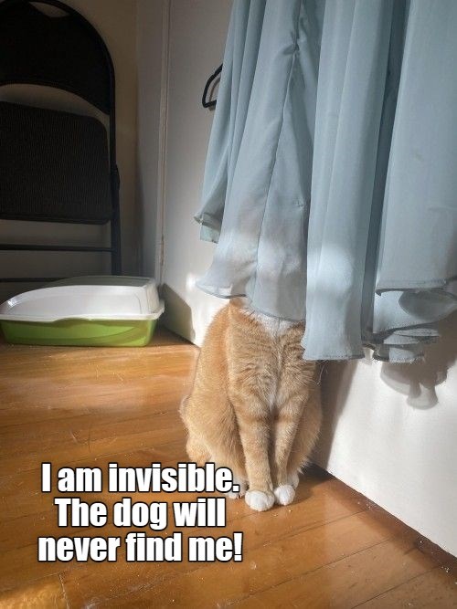 If I can't see you, you can't see me - Lolcats - lol | cat memes ...