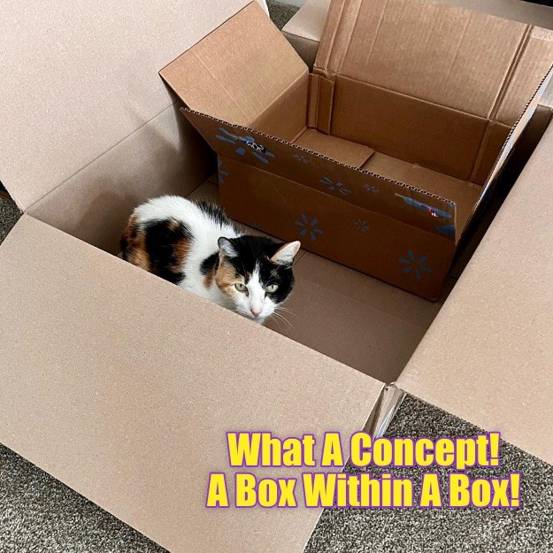 Box-ception - Lolcats - lol | cat memes | funny cats | funny cat pictures with words on them ...