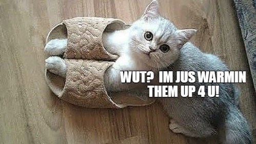 Wut? - Lolcats - lol | cat memes | funny cats | funny cat pictures with words on them | funny ...