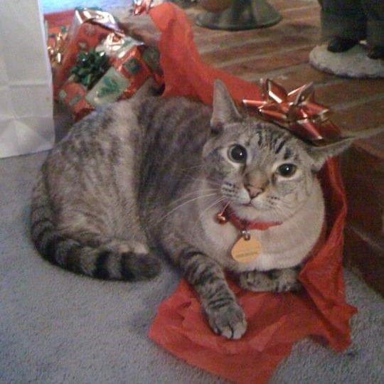 Best present ever - Lolcats - lol | cat memes | funny cats | funny cat ...