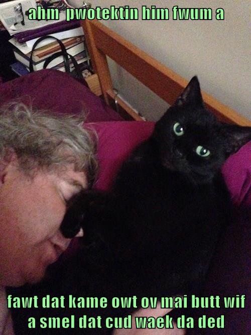 Dedly fawt - Lolcats - lol | cat memes | funny cats | funny cat ...