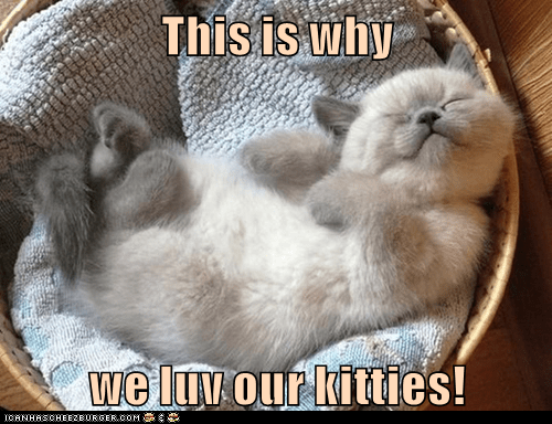 Adorbs - Lolcats - lol | cat memes | funny cats | funny cat pictures ...