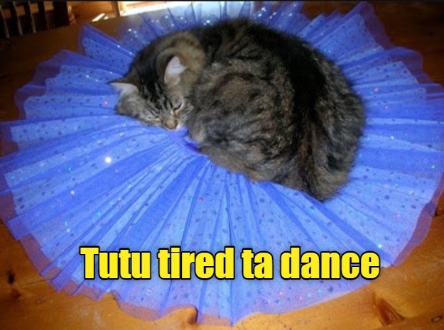 All tippy toed out - Lolcats - lol | cat memes | funny cats | funny cat ...