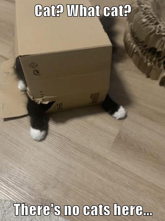 Only boxes - Lolcats - lol | cat memes | funny cats | funny cat ...
