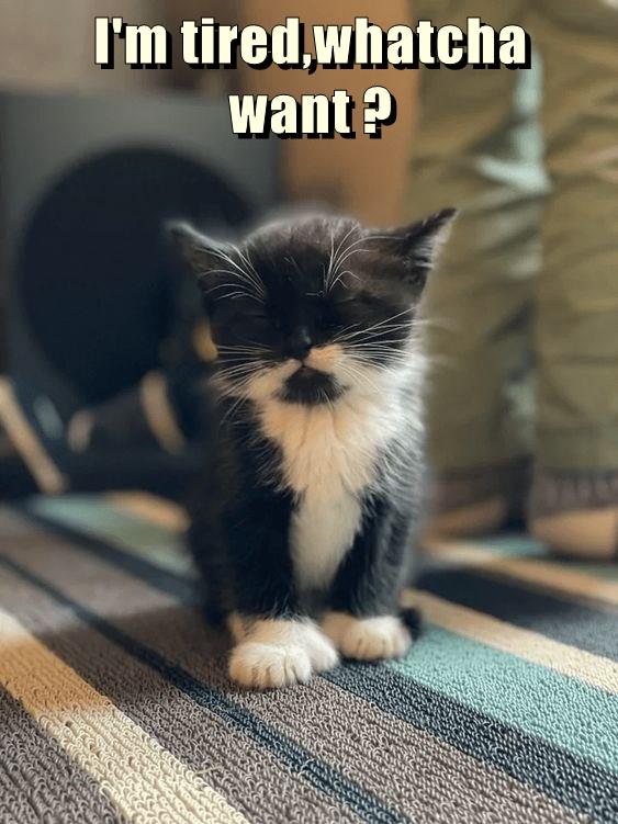 I've only had 3 naps today - Lolcats - lol | cat memes | funny cats ...
