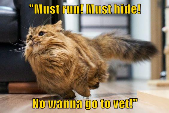 Faster than lightning - Lolcats - lol | cat memes | funny cats | funny ...