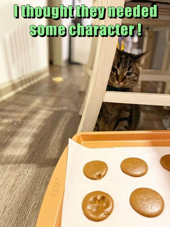 It needed to be shown who's boss - Lolcats - lol | cat memes | funny ...